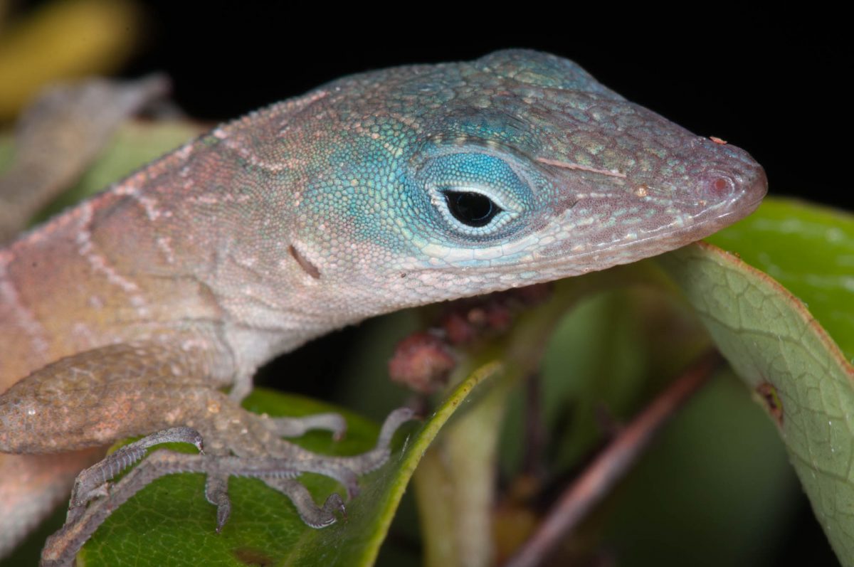 Caribbean Curiosities: The Last Refuge – Association Les Fruits de Mer