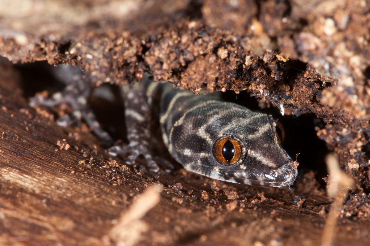 The Lizard That Wasn’t There – Association Les Fruits de Mer