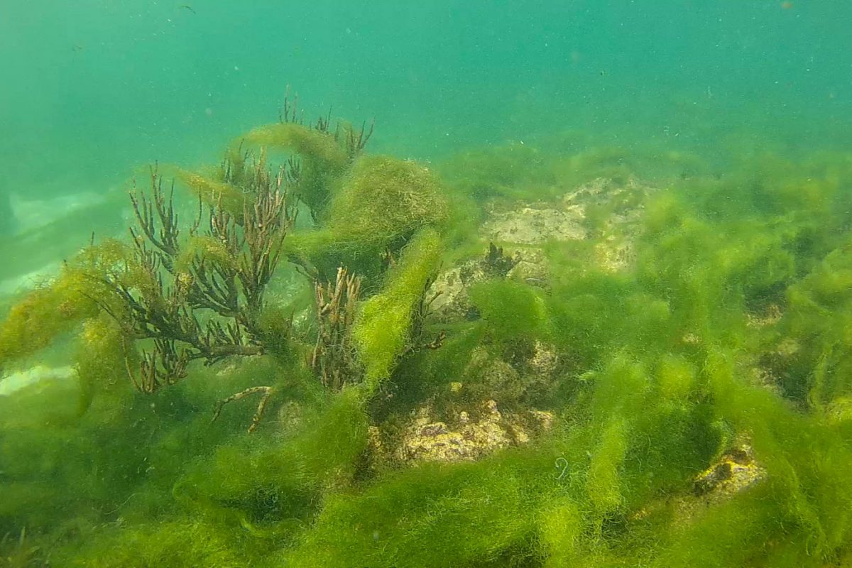 The Other Seaweed – Association Les Fruits de Mer