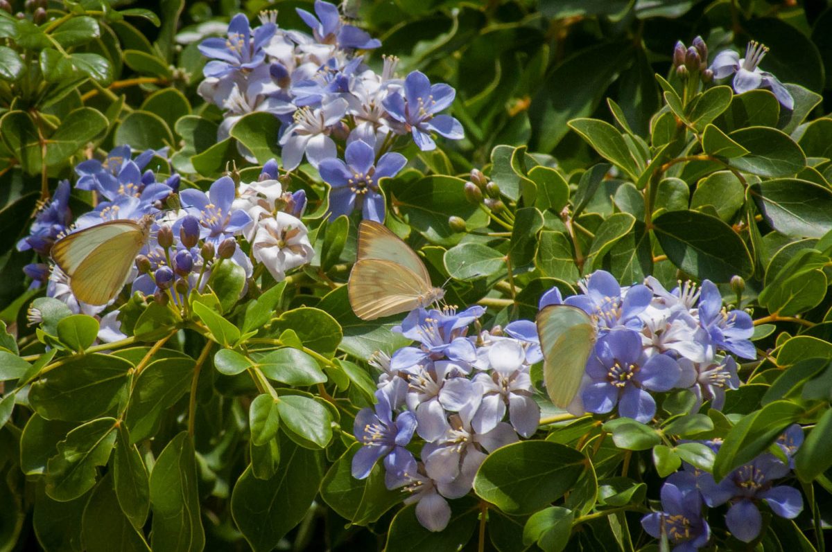 Get Free Native Plants for Your Backyard at Amuseum Naturalis ...