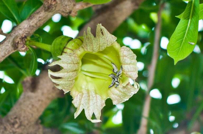 A Tree of Many Uses – Association Les Fruits de Mer