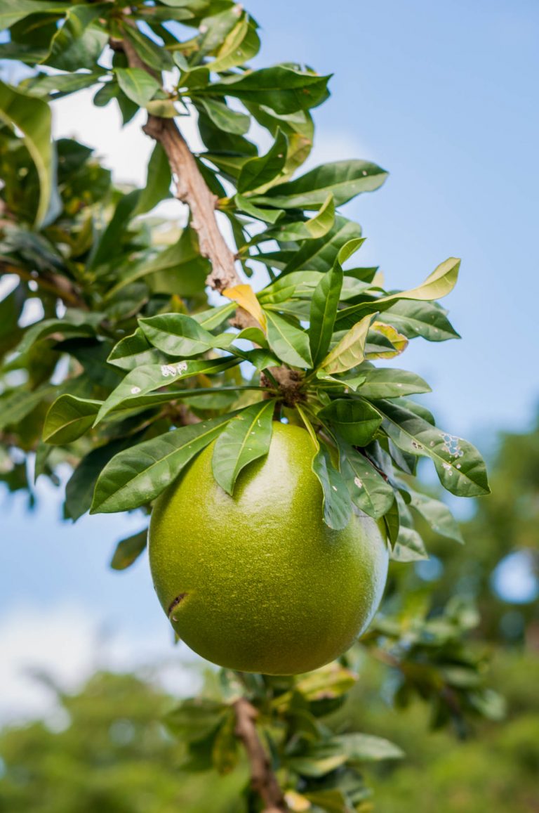 A Tree of Many Uses – Association Les Fruits de Mer