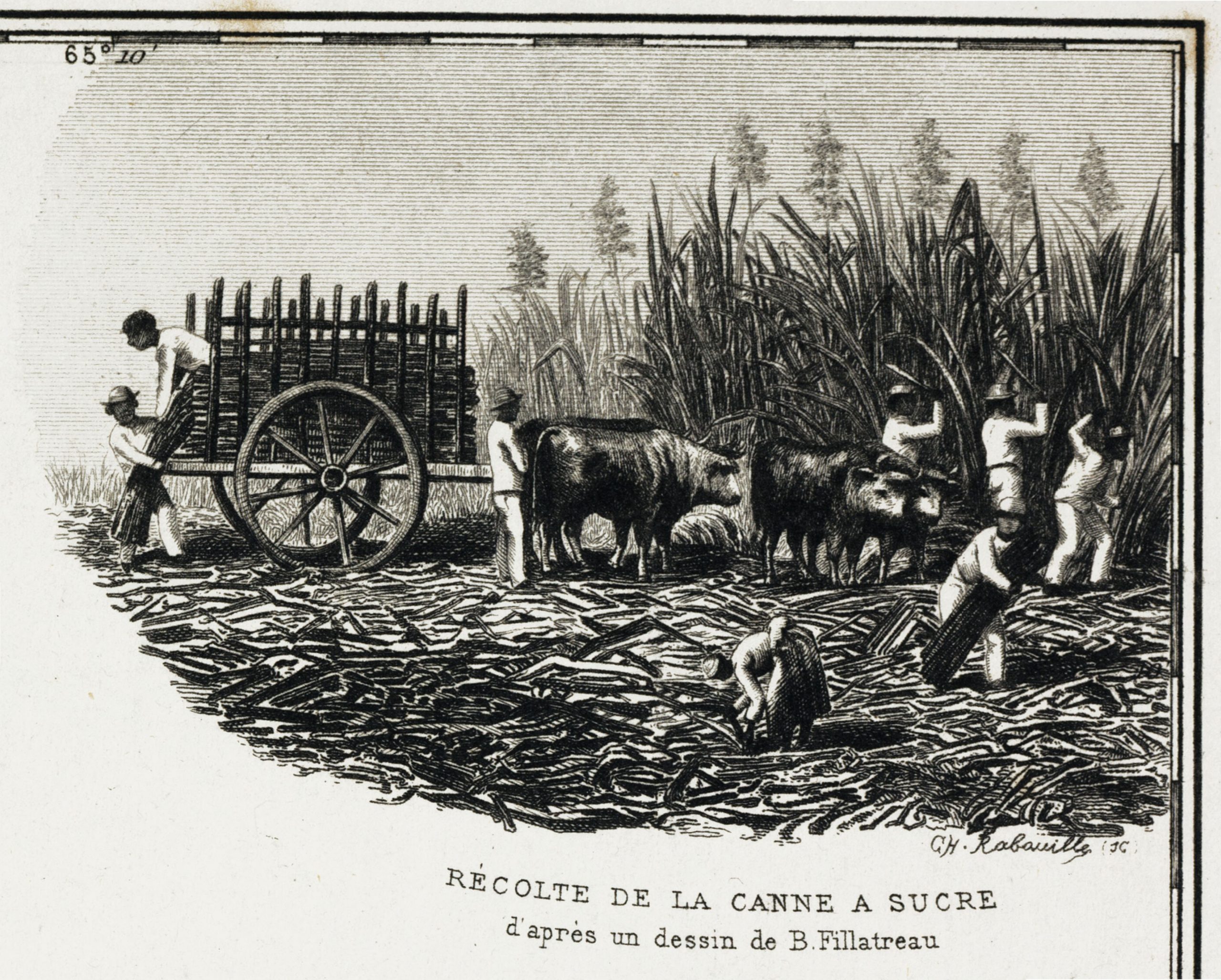 Recolte-de-la-Canne-a-Sucre – Association Les Fruits de Mer