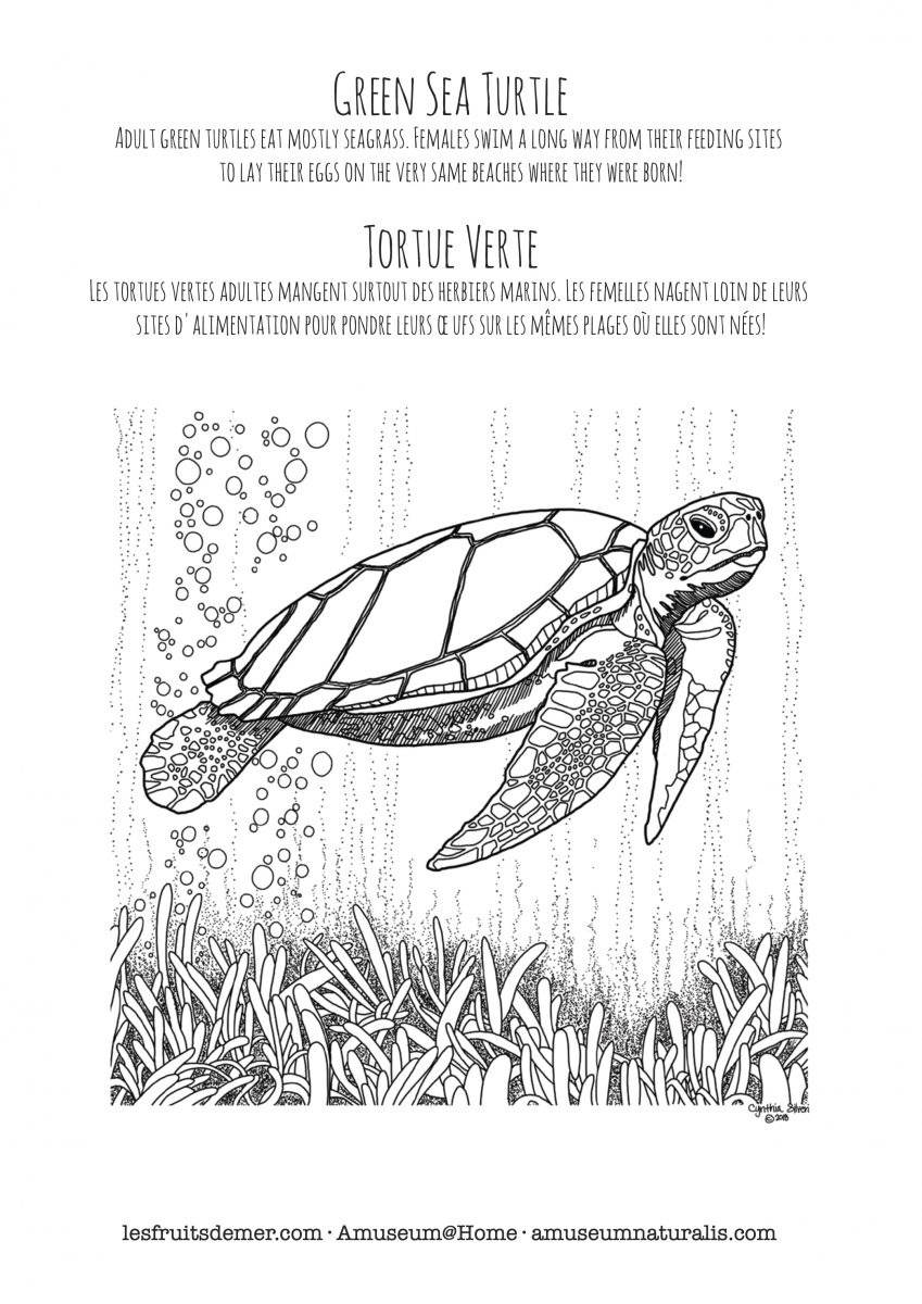 Sea-Turtle-Coloring-Pages – Association Les Fruits de Mer