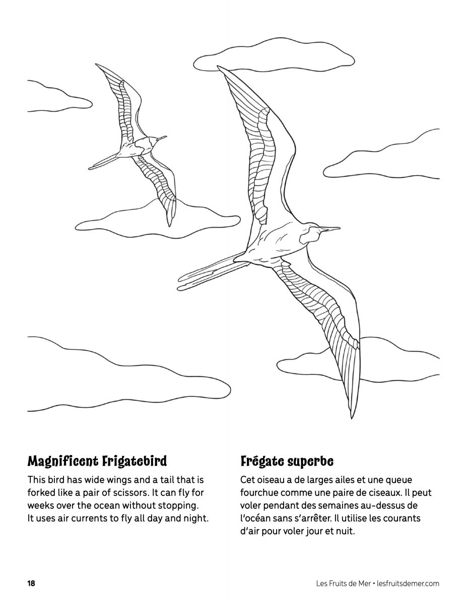 Magnificent Frigatebird Coloring Page – Coloriage de Frégate superbe ...