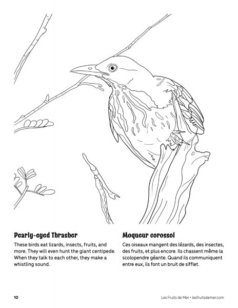 Pearly-eyed Thrasher Coloring Page – Coloriage de Moqueur corossol ...