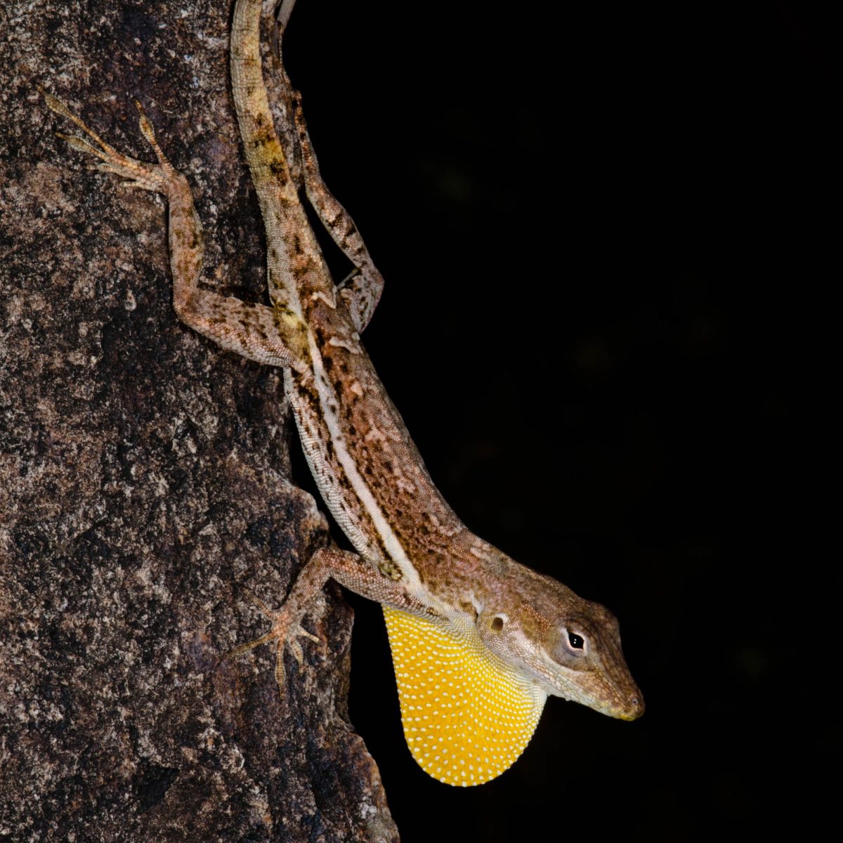 Anolis gingivinus 1050 – Association Les Fruits de Mer