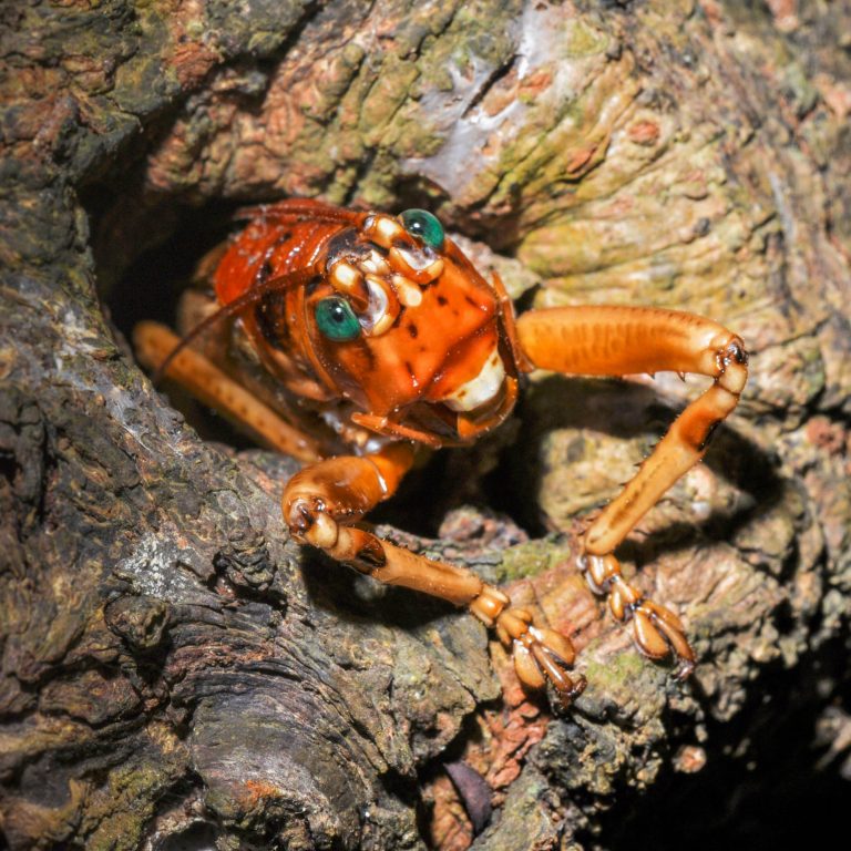 Nesonotus tricornis 7441 – Association Les Fruits de Mer
