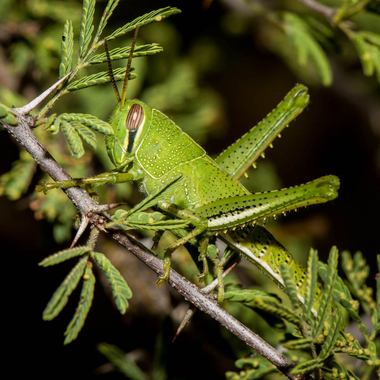 Schistocerca sp 2451 – Association Les Fruits de Mer