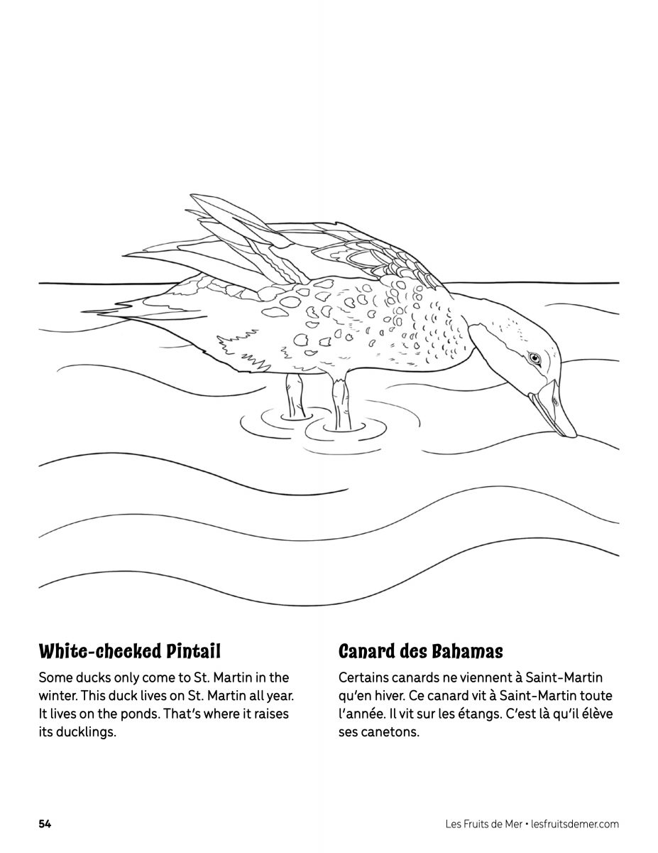 White-cheeked Pintail Coloring Page – Coloriage de Canard des Bahamas ...