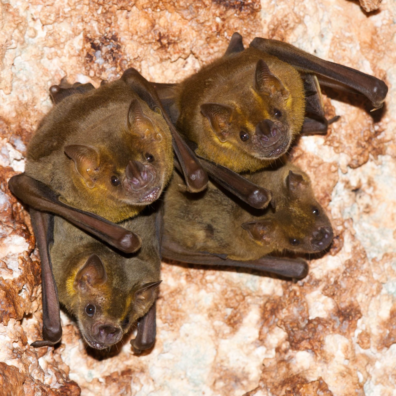 Artibeus jamaicensis 3794 – Association Les Fruits de Mer