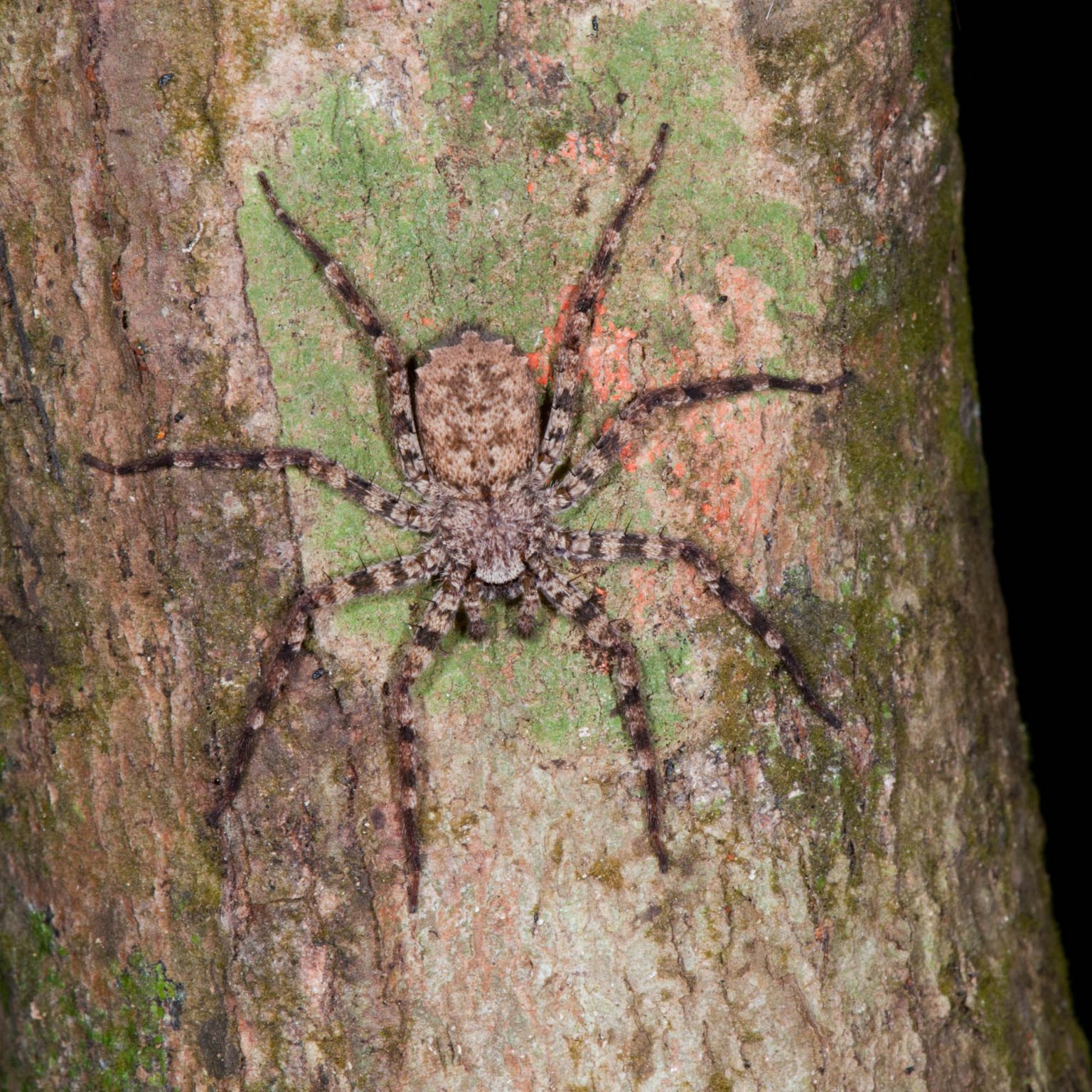 Selenops souliga 4655 – Association Les Fruits de Mer