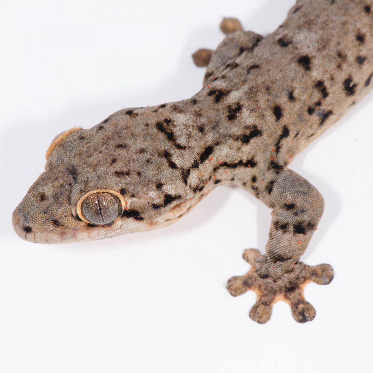 Spotted Woodslave Coloring Page – Coloriage de Thécadactyle tacheté ...