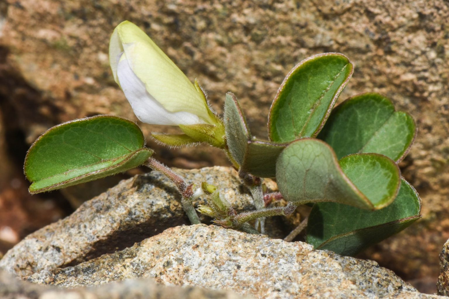 Milk-Pea – Association Les Fruits de Mer