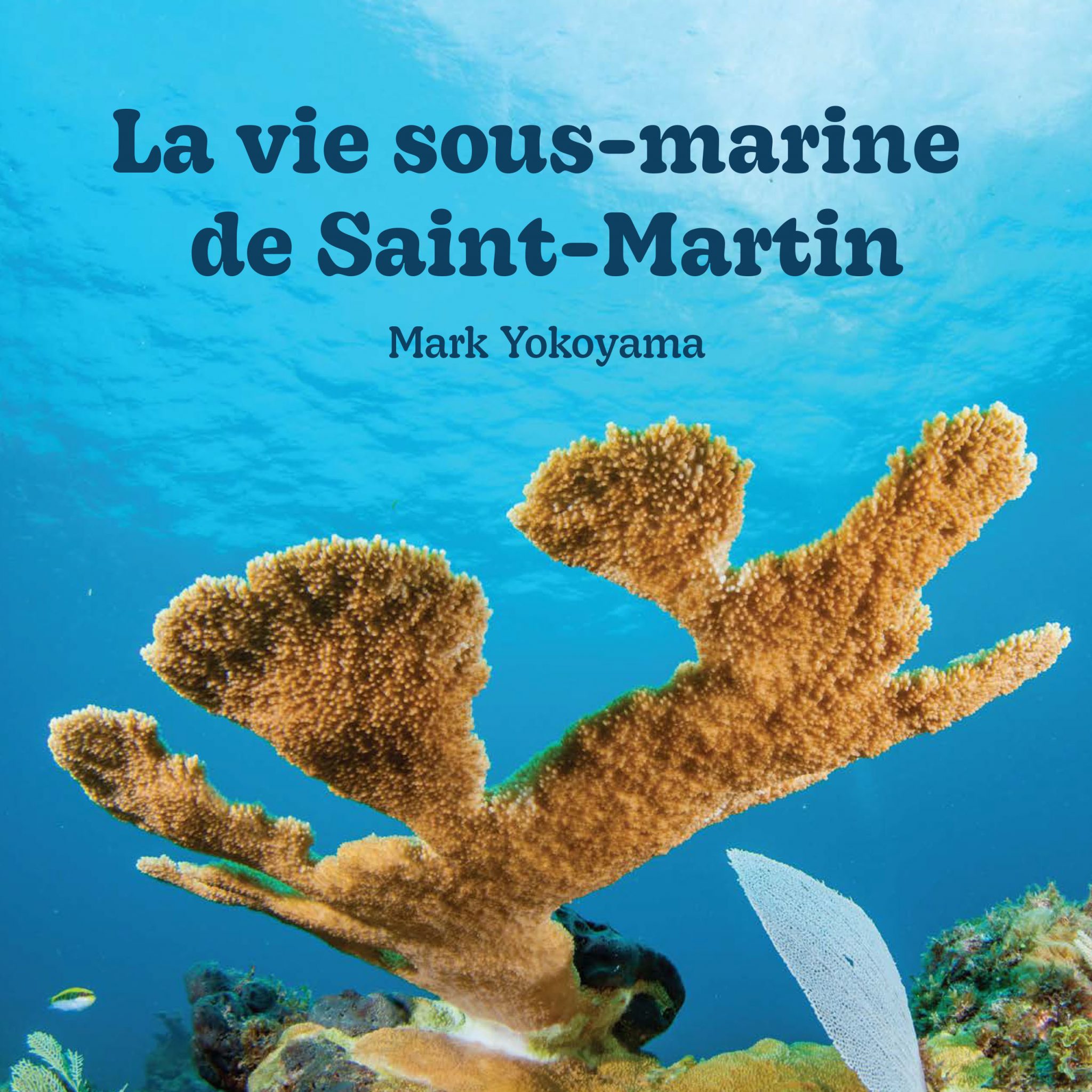 La vie sous-marine de Saint-Martin – Association Les Fruits de Mer