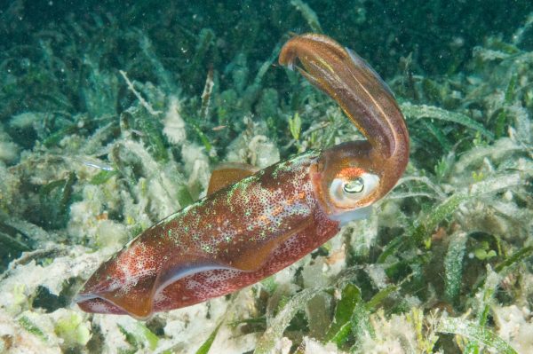 This Squid Can Send Messages With Its Skin, and “Fly”! – Association ...